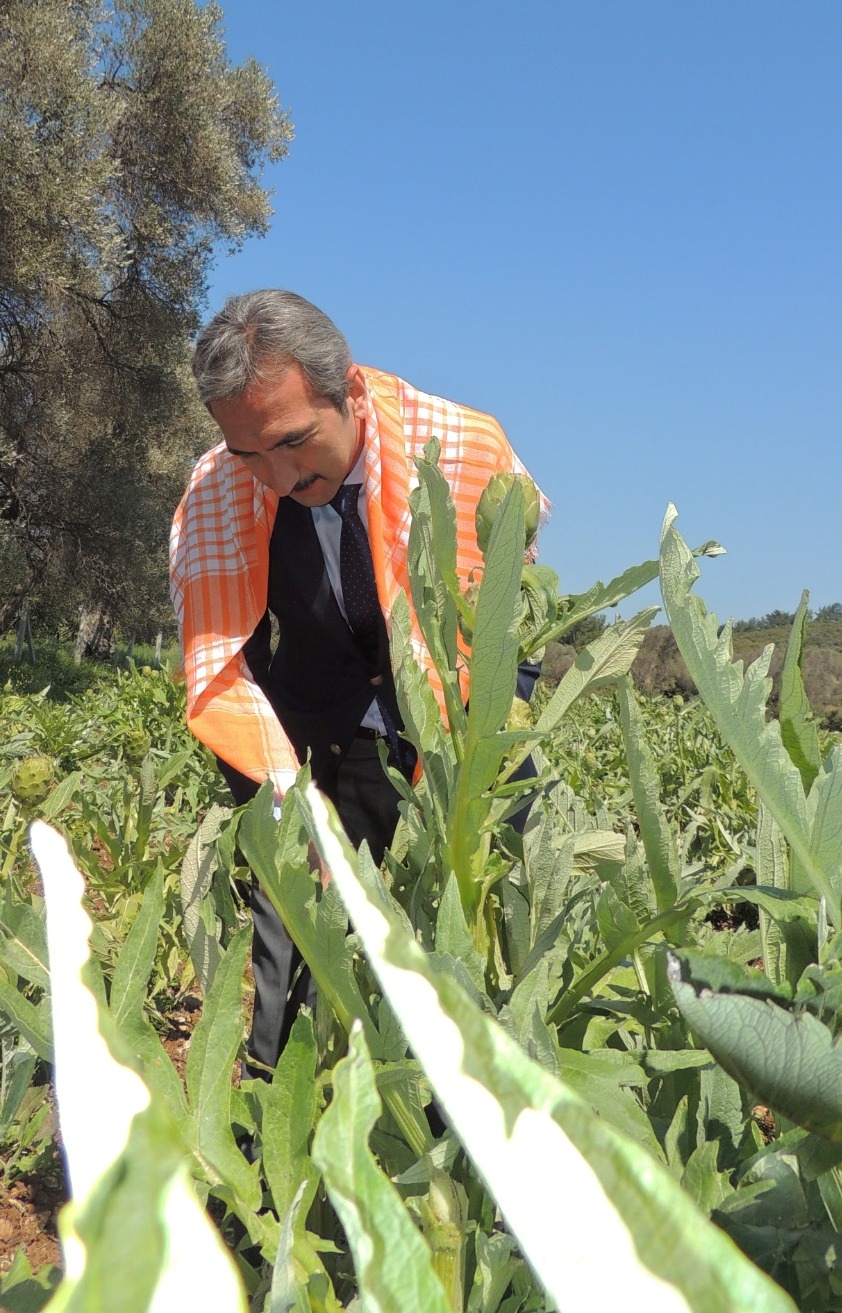 Urla Enginarı tüm kalbiyle sizi çağırıyor - Yerel - Agora Medya